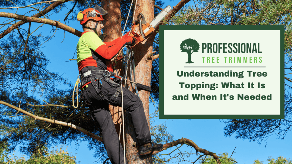 Understanding Tree Topping: What It Is and When It's Needed ...